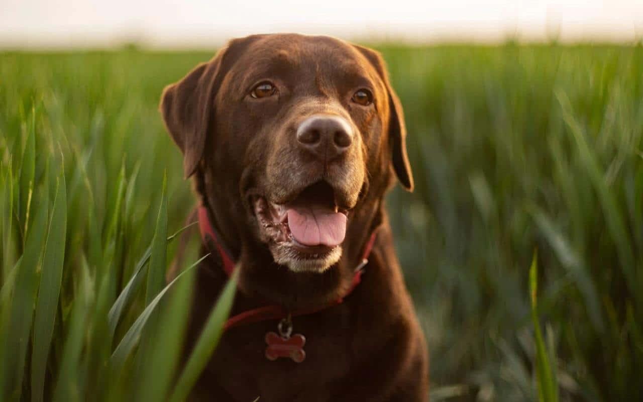 Can a Lab Live To Be 20 Years Old? Lifespan Explained - The Labrador Family