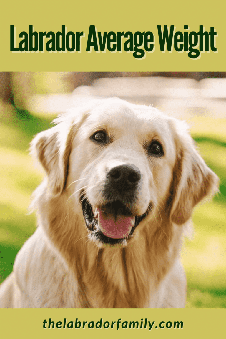 Labrador Average Weight - The Labrador Family